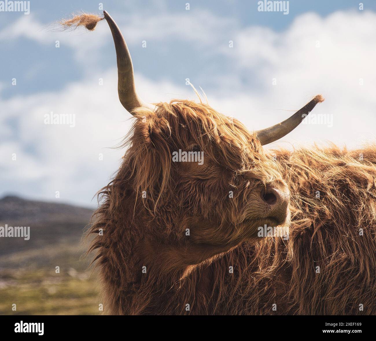 A magnificent highland cow in its natural setting. A true gentle giant ...