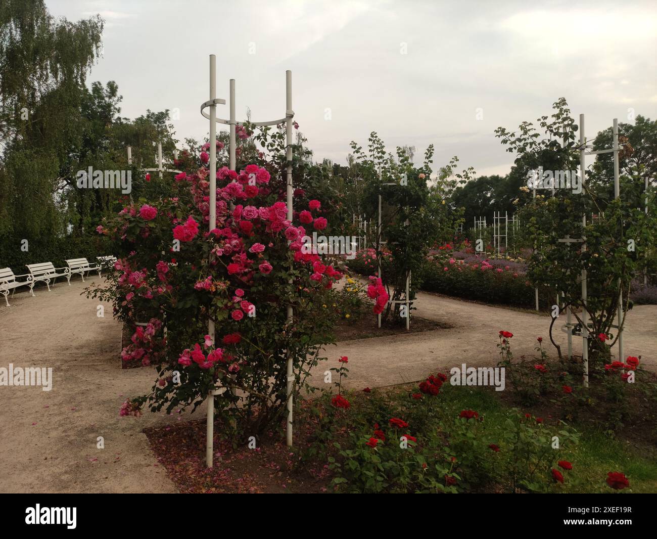 A beautiful rose garden with white benches and trellis structures in ...