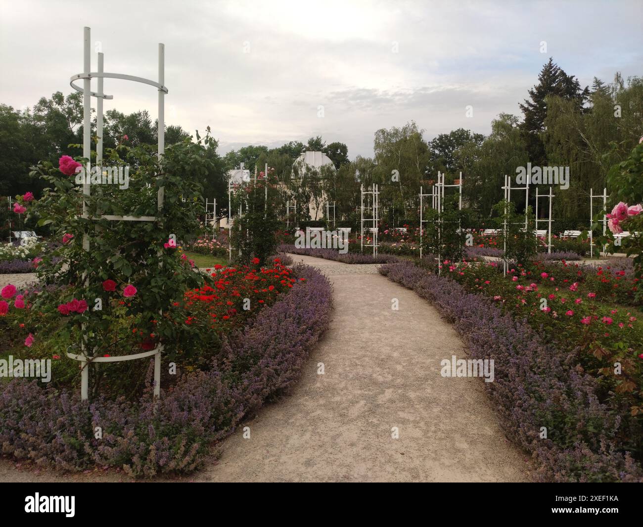 Gravel path in rose garden, lined with blooming pink roses and lavender ...