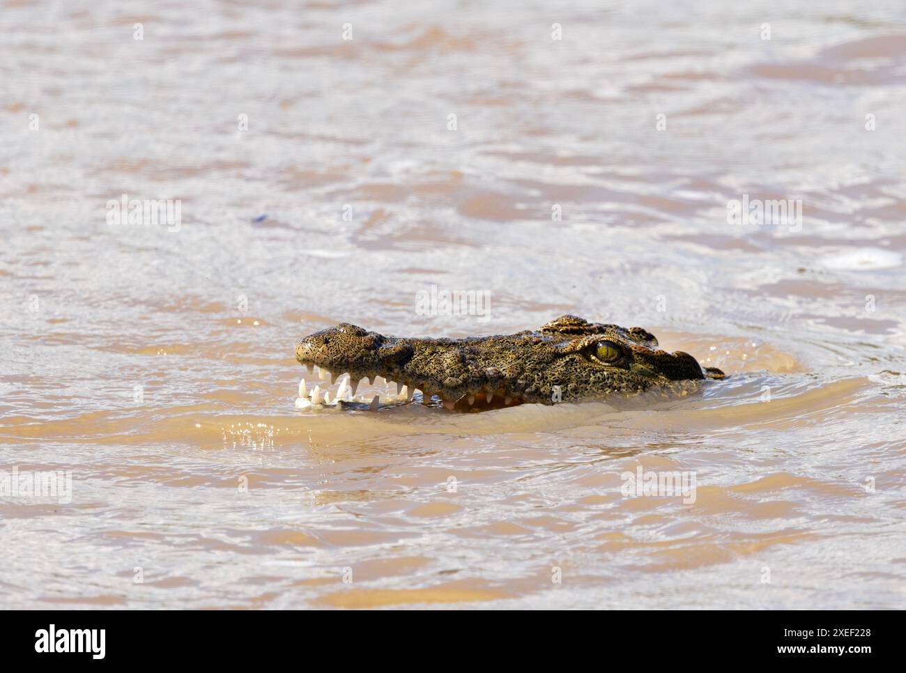 Vertebrate brain evolution hi-res stock photography and images - Alamy