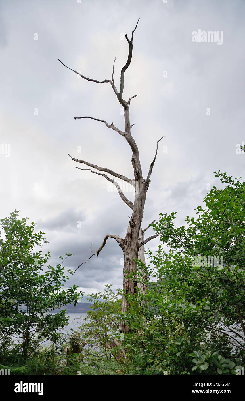Landscape photography of old, dead, one, dry, single tree; lake; shore ...