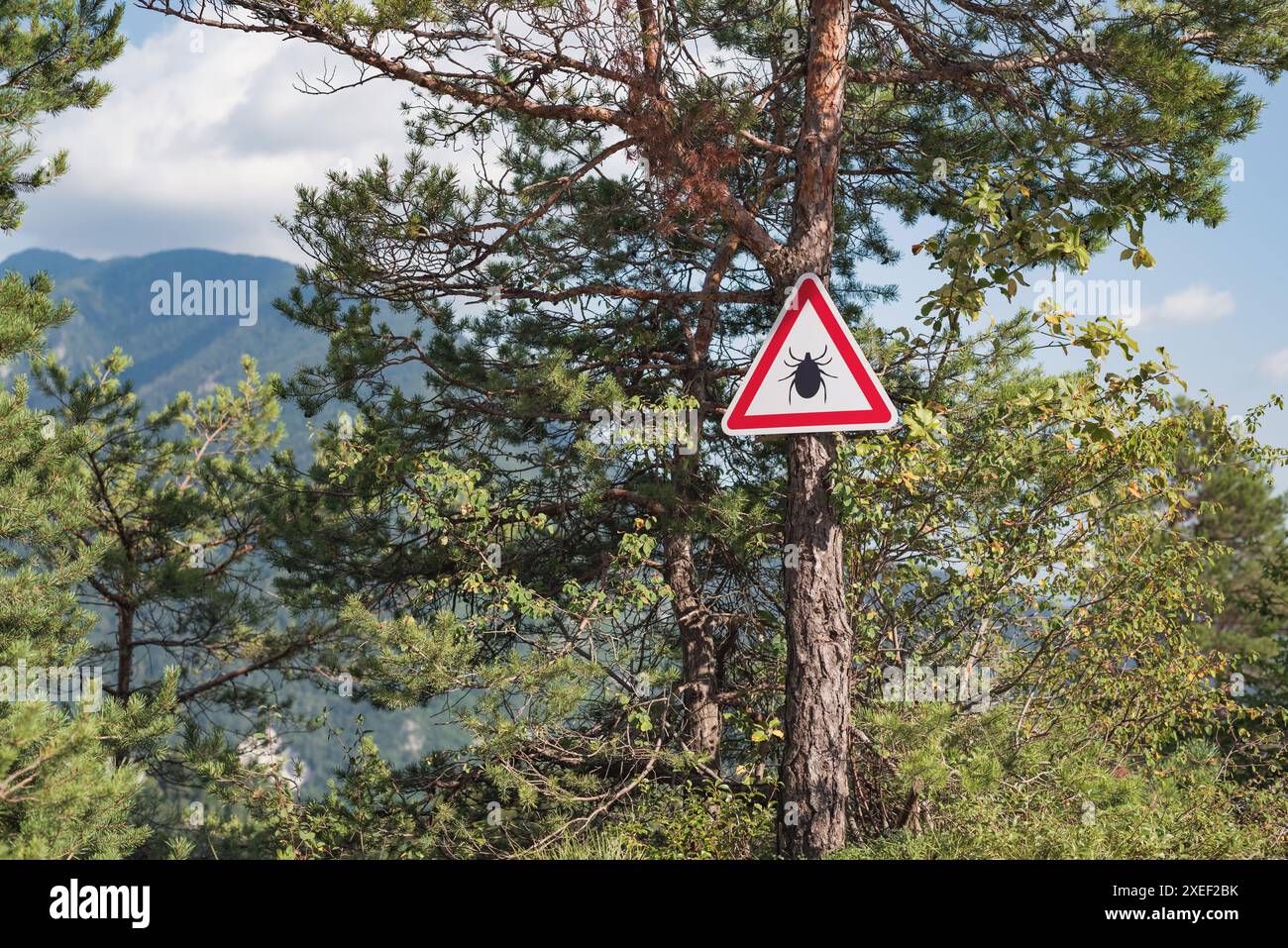 Tick parasite warning sign on the tree at a forest enter, in the ...