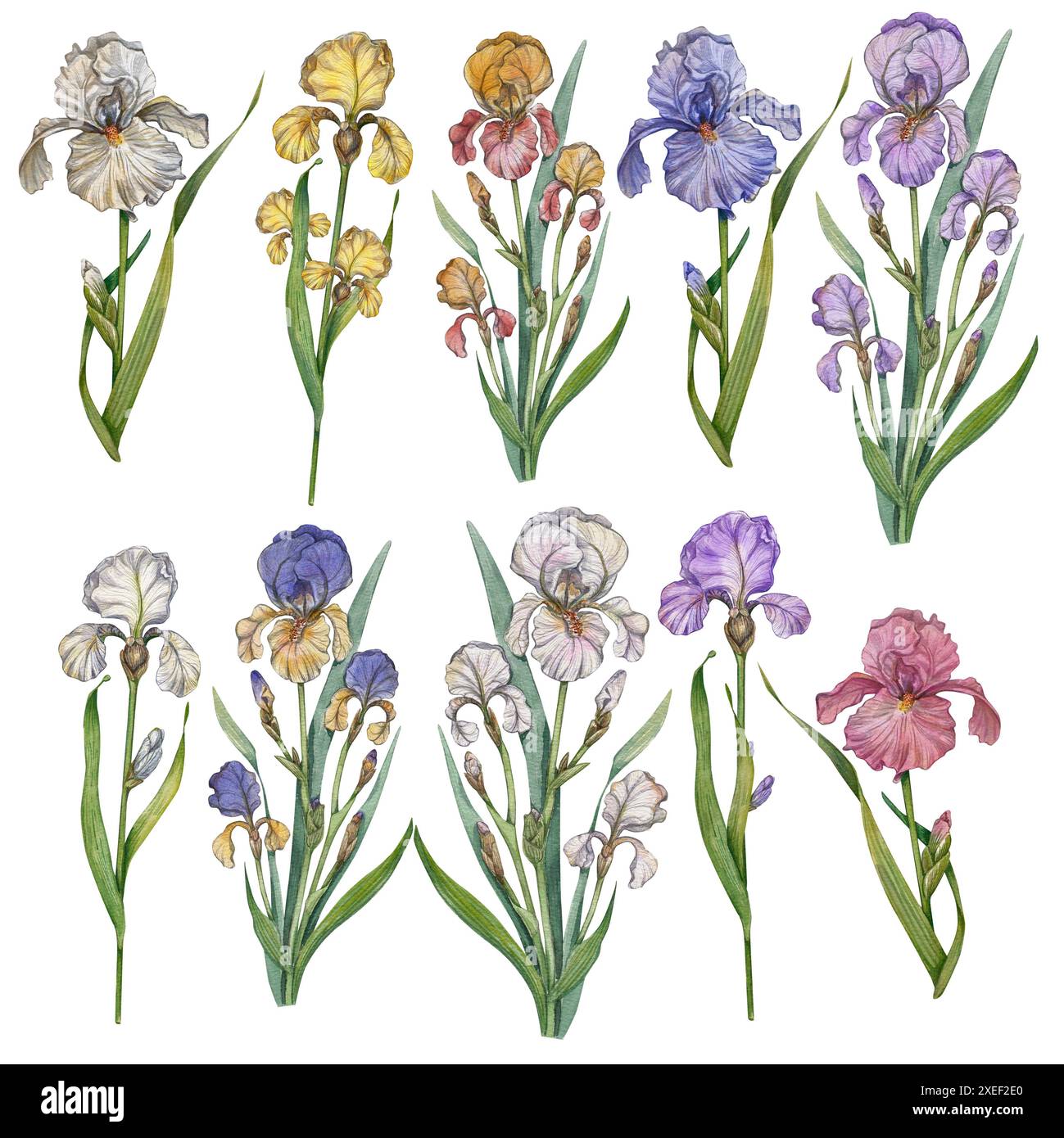 Set of watercolor iris flowers in various colors. Botanical ...