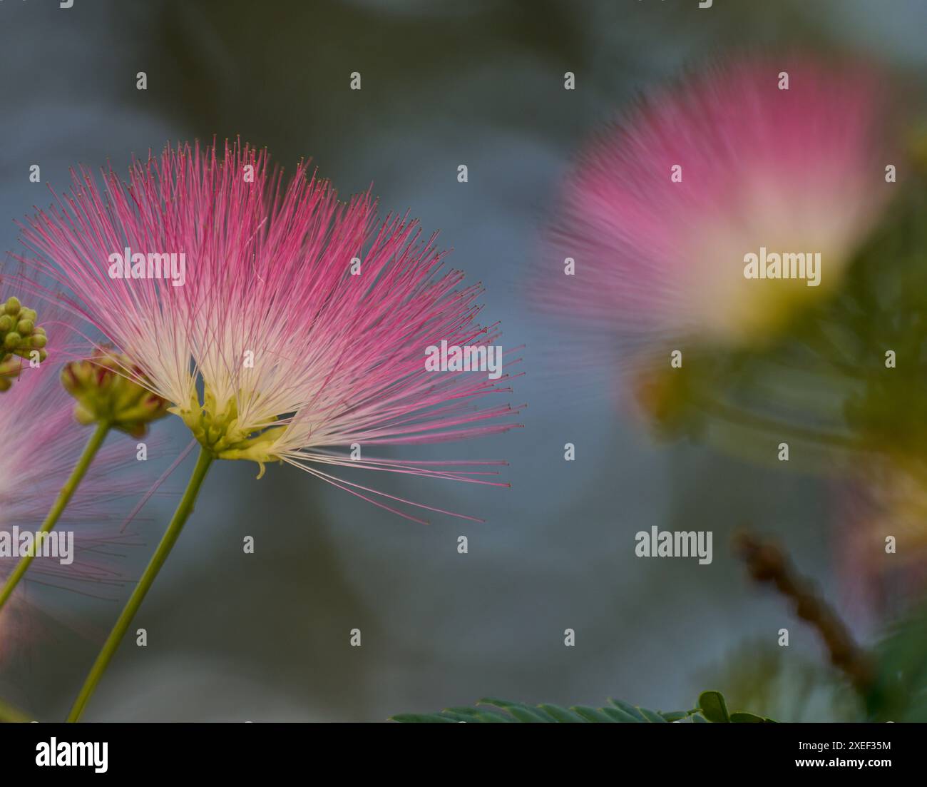 Albizia julibrissin, the Persian silk tree, pink silk tree, or mimosa ...