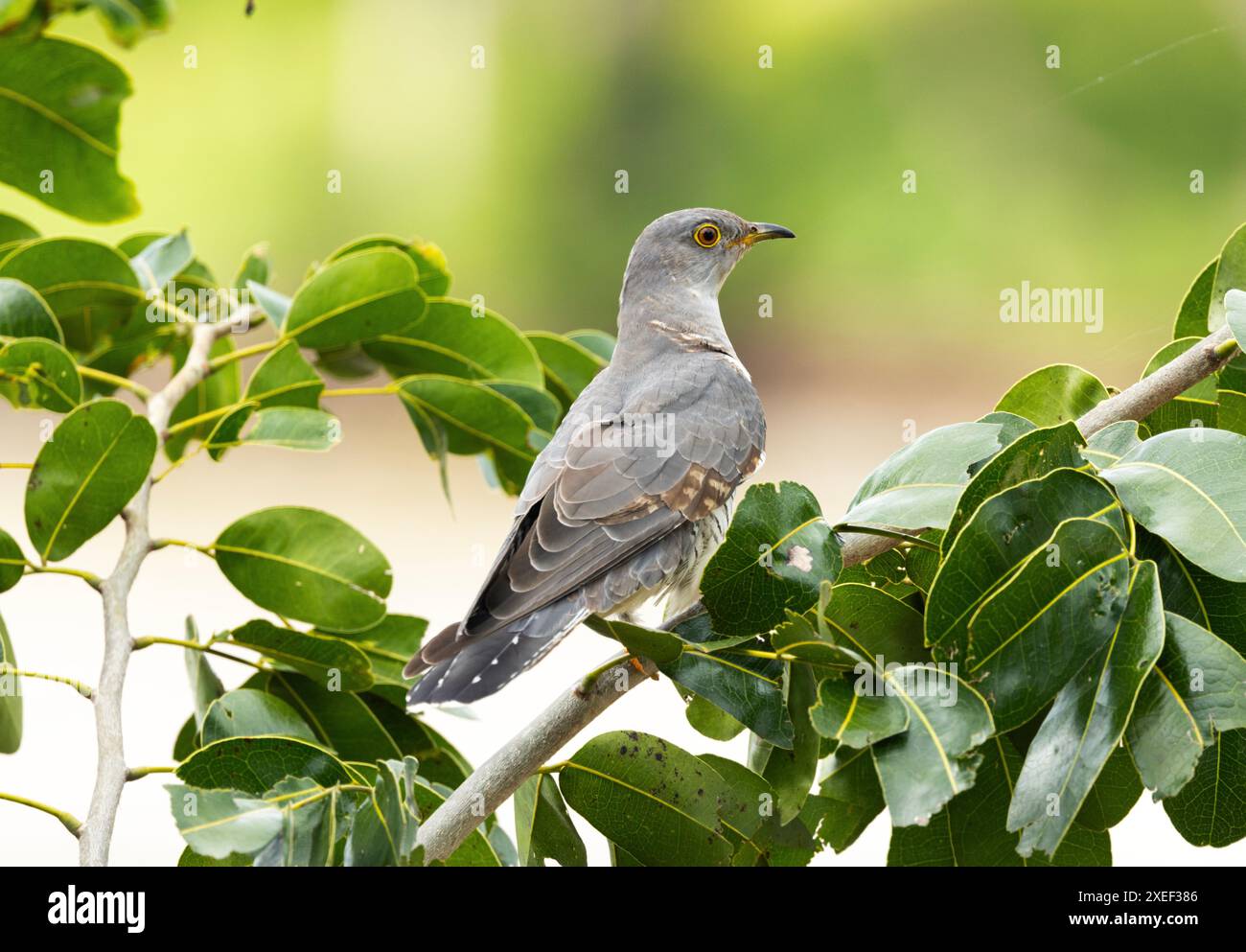 The African Cuckoo is an Inter African migrant that follows the ...