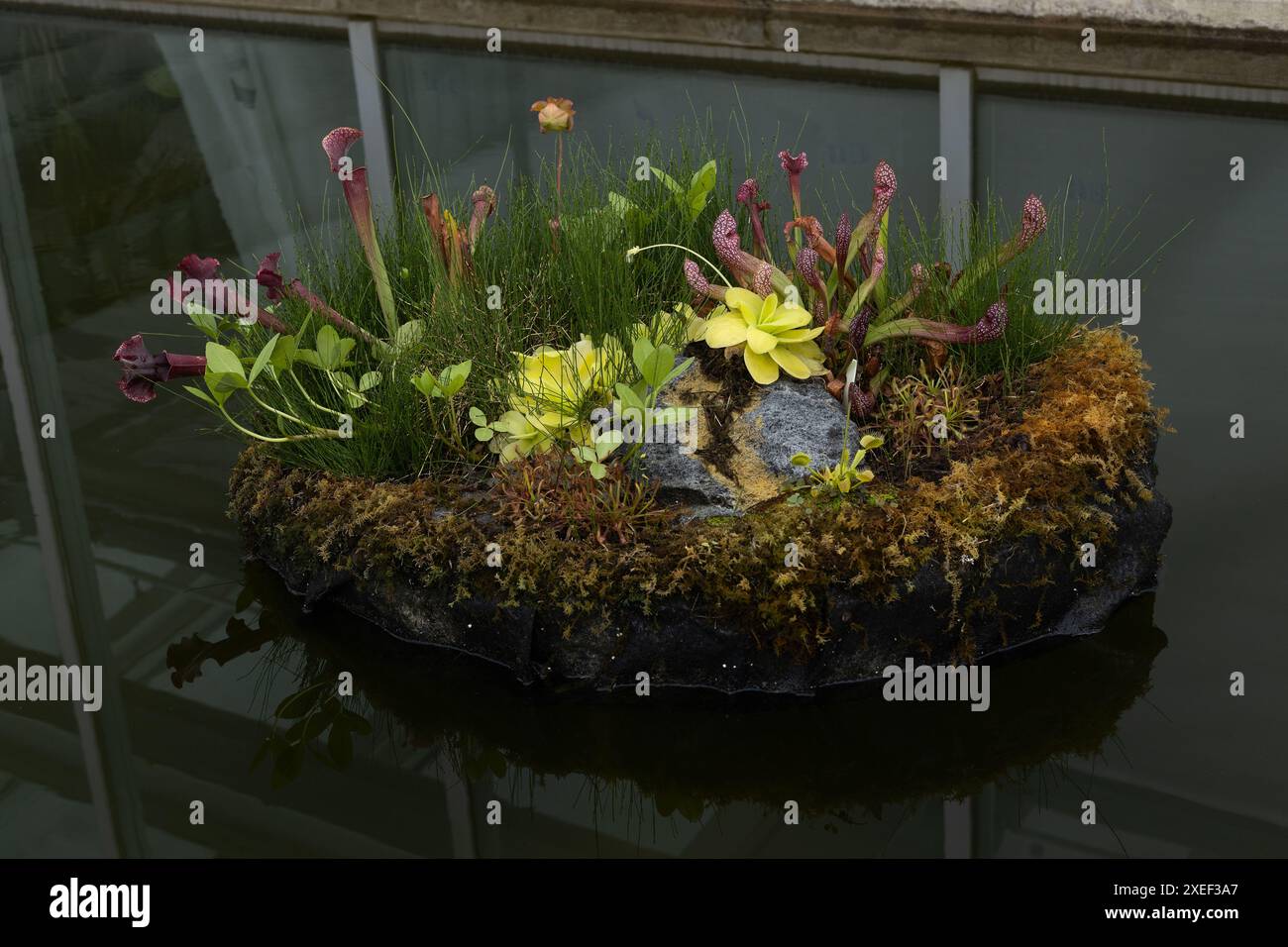 Dark pool of water with plants hi-res stock photography and images - Alamy