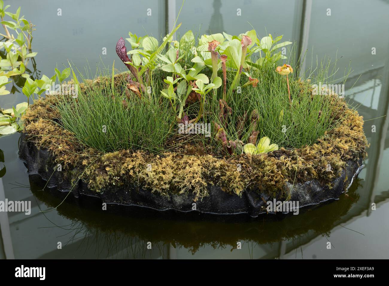Dark pool of water with plants hi-res stock photography and images - Alamy