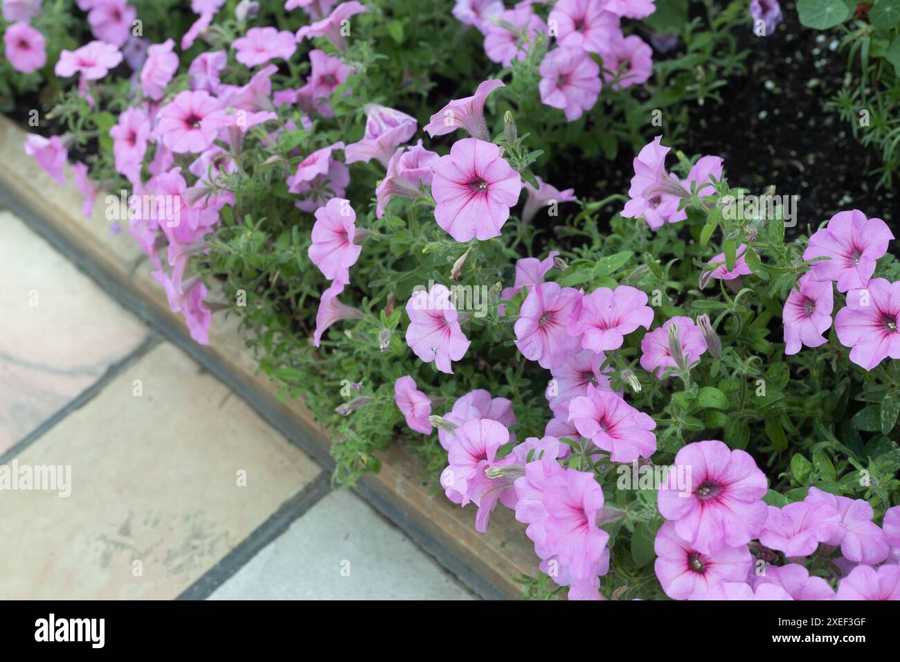 Petunia 'Royal Pink' flowers Stock Photo - Alamy