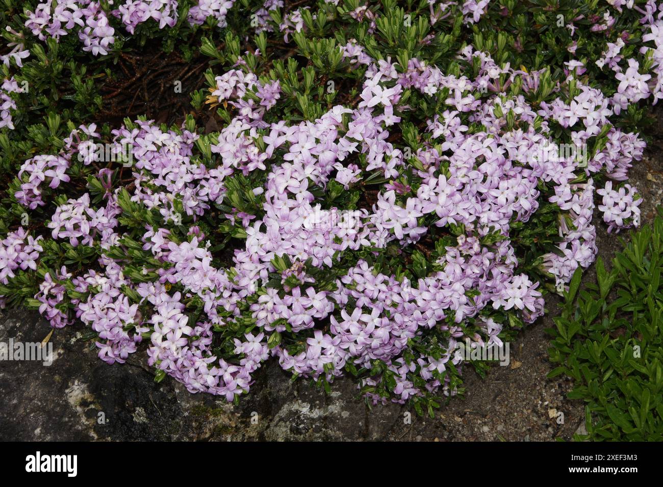 Altaiseidelbast hi-res stock photography and images - Alamy