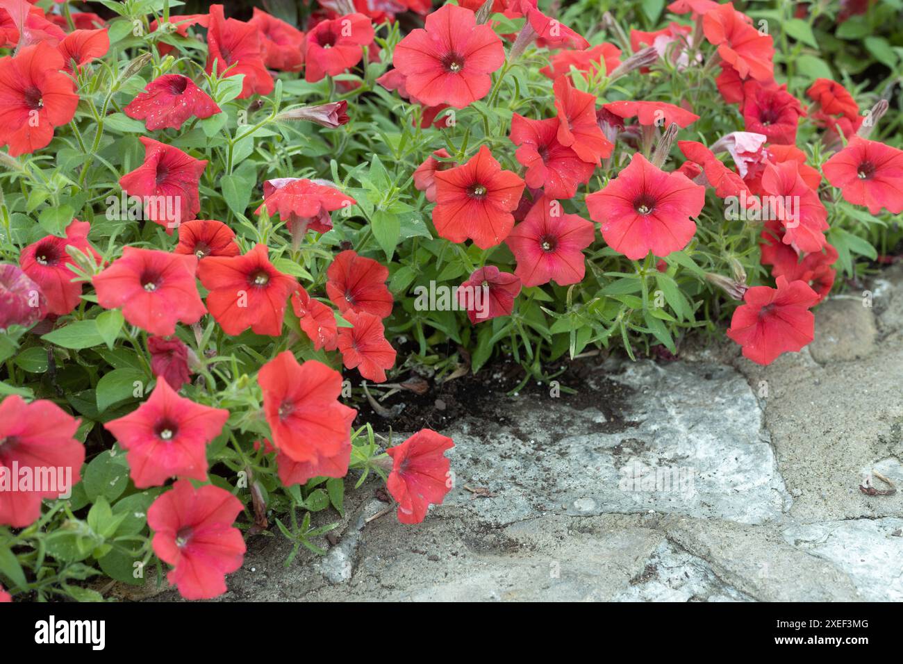 Border flowers hi-res stock photography and images - Alamy