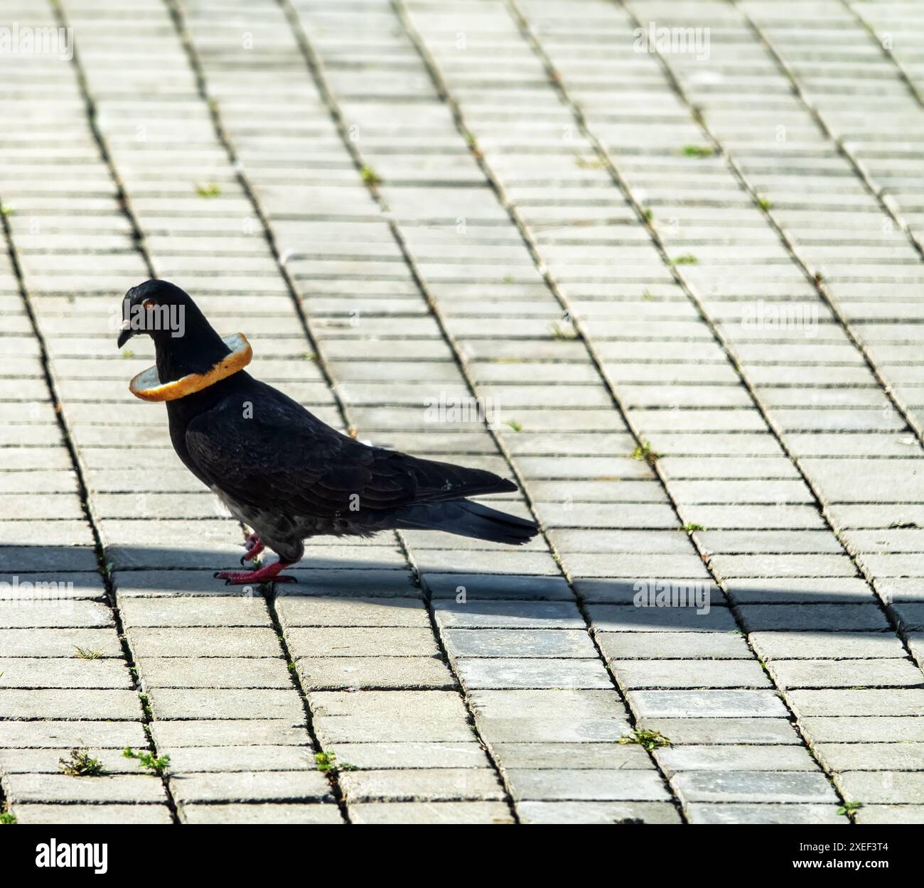 Video with pigeons hi-res stock photography and images - Alamy