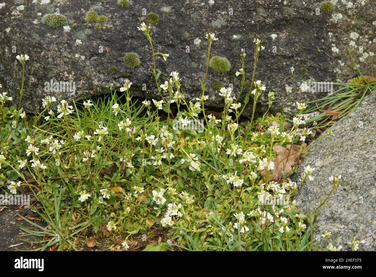 Alpenga nsekresse hi-res stock photography and images - Alamy