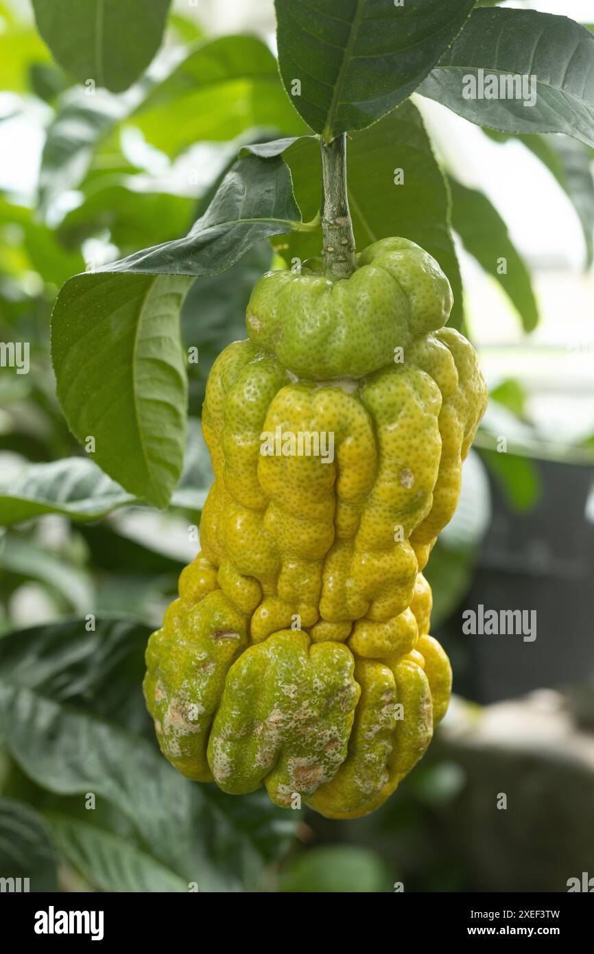 Citrus medica - citron fruit- on the plant Stock Photo - Alamy