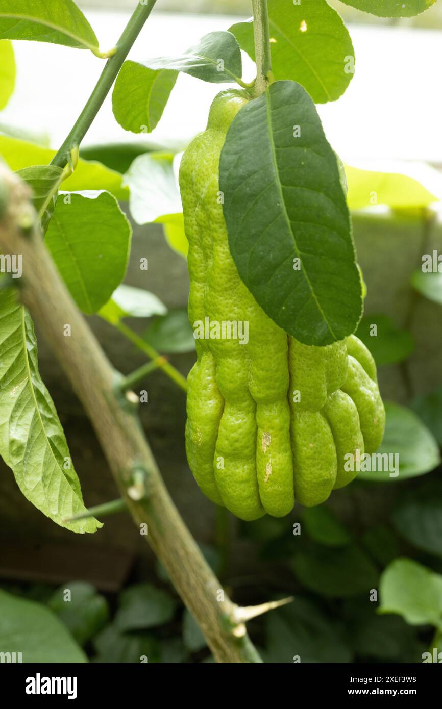 Citrus medica - citron fruit- on the plant Stock Photo - Alamy
