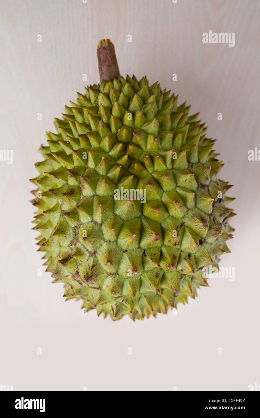 smelly exotic durian fruit, known for its spiky skin and sweet flesh ...