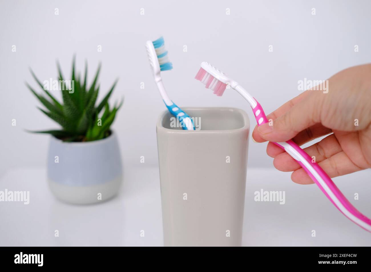 close-up of toothbrushes in a glass, indoor flower, concept of daily ...