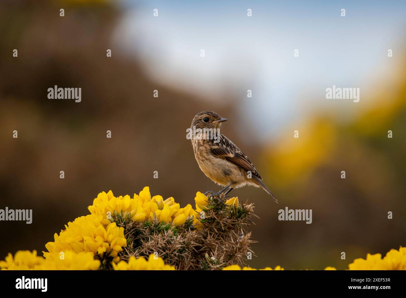 Juvenile stonechat hi-res stock photography and images - Alamy
