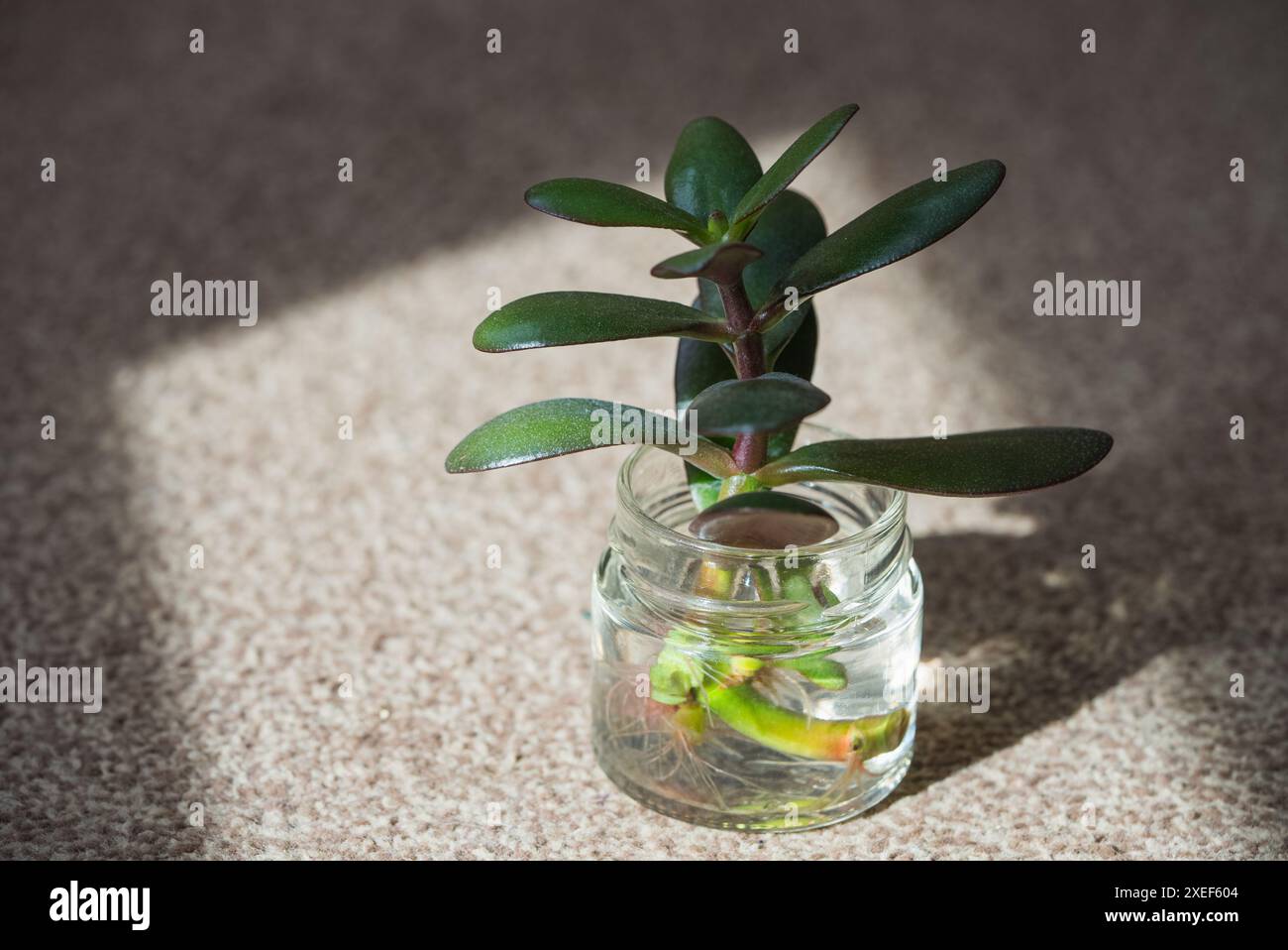 Succulent cutting sites in small glass jar filled with water ...