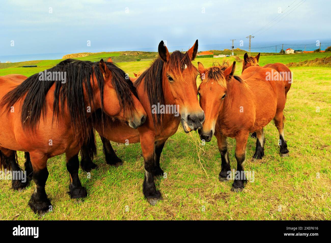 Peaceful animals hi-res stock photography and images - Alamy