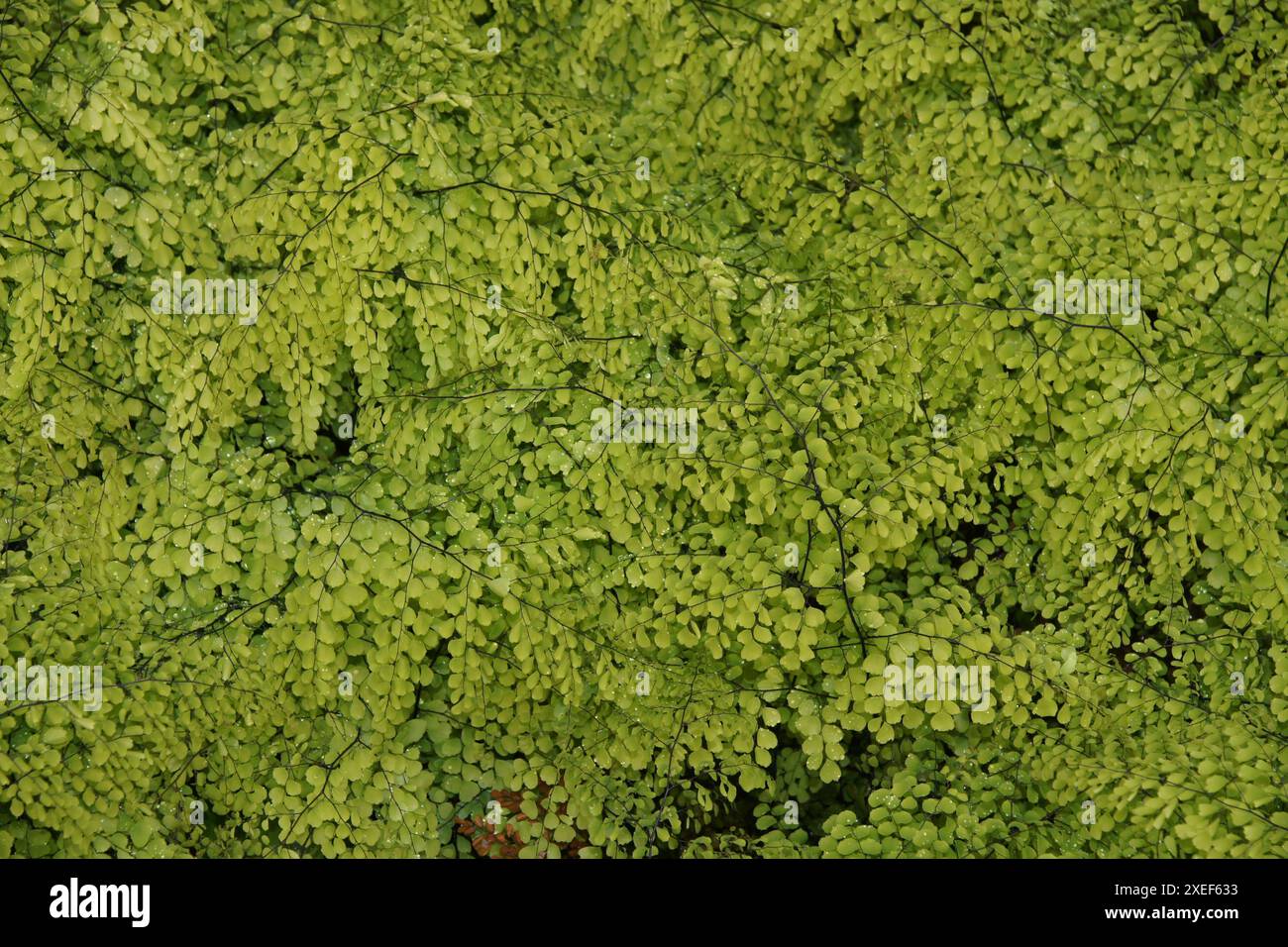 Adiantum venustum, Maidenhair fern Stock Photo - Alamy