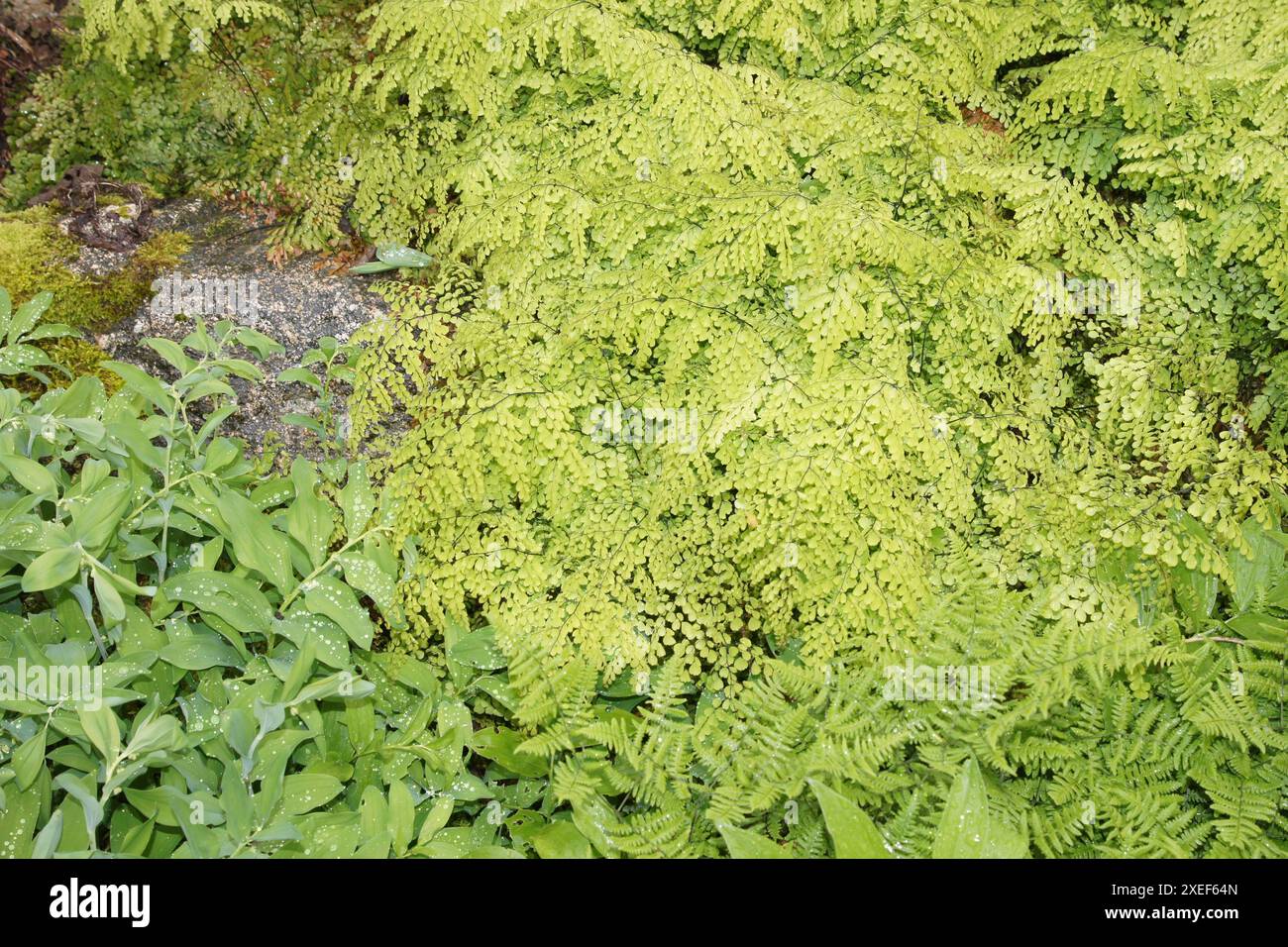 Adiantum venustum, Maidenhair fern Stock Photo - Alamy