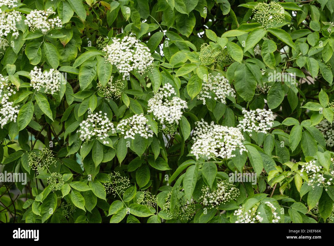 Elderflowers on elderflower tree (Sambucus nigra) - UK Stock Photo - Alamy