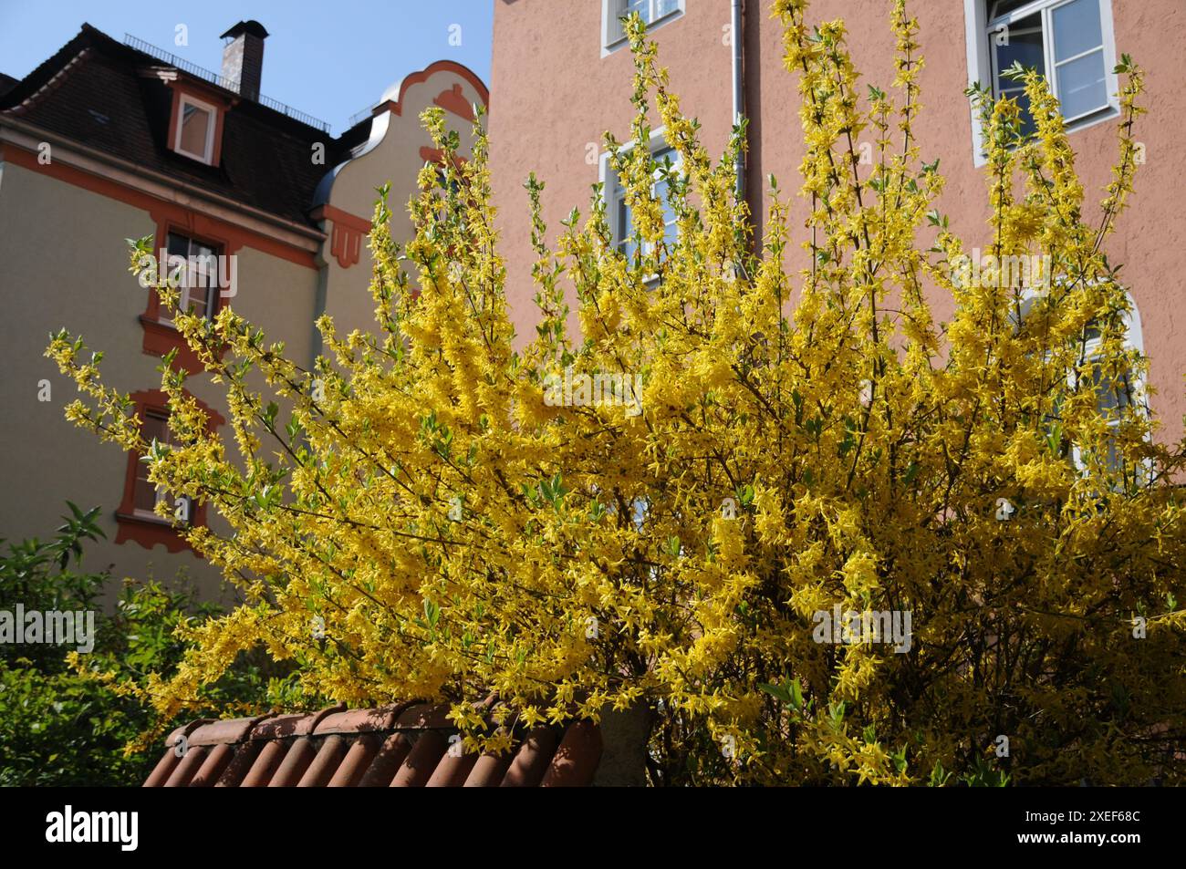 Yellow forsythia suspensa flower hi-res stock photography and images ...