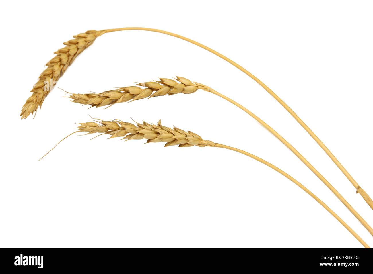 Fresh bread spikelets wheat hi-res stock photography and images - Alamy
