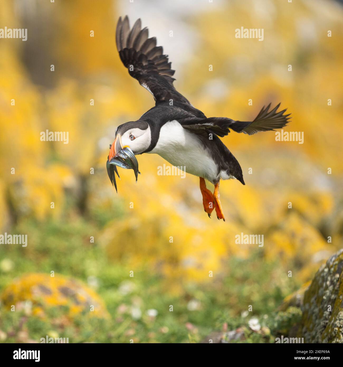 Atlantic puffin with beakful of sand eels coming in to land on rocks ...