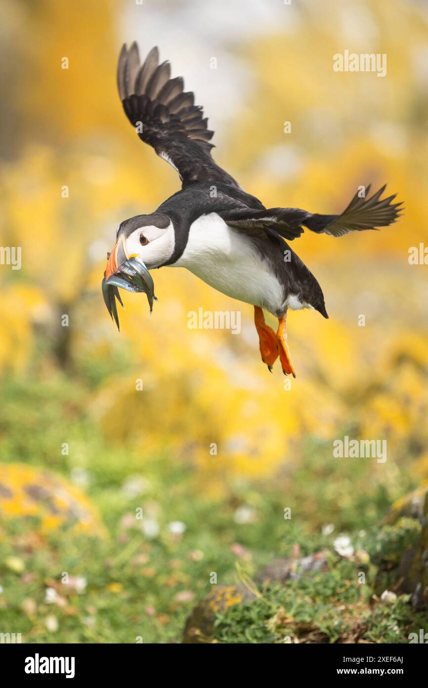Atlantic puffin with beakful of sand eels coming in to land on rocks ...