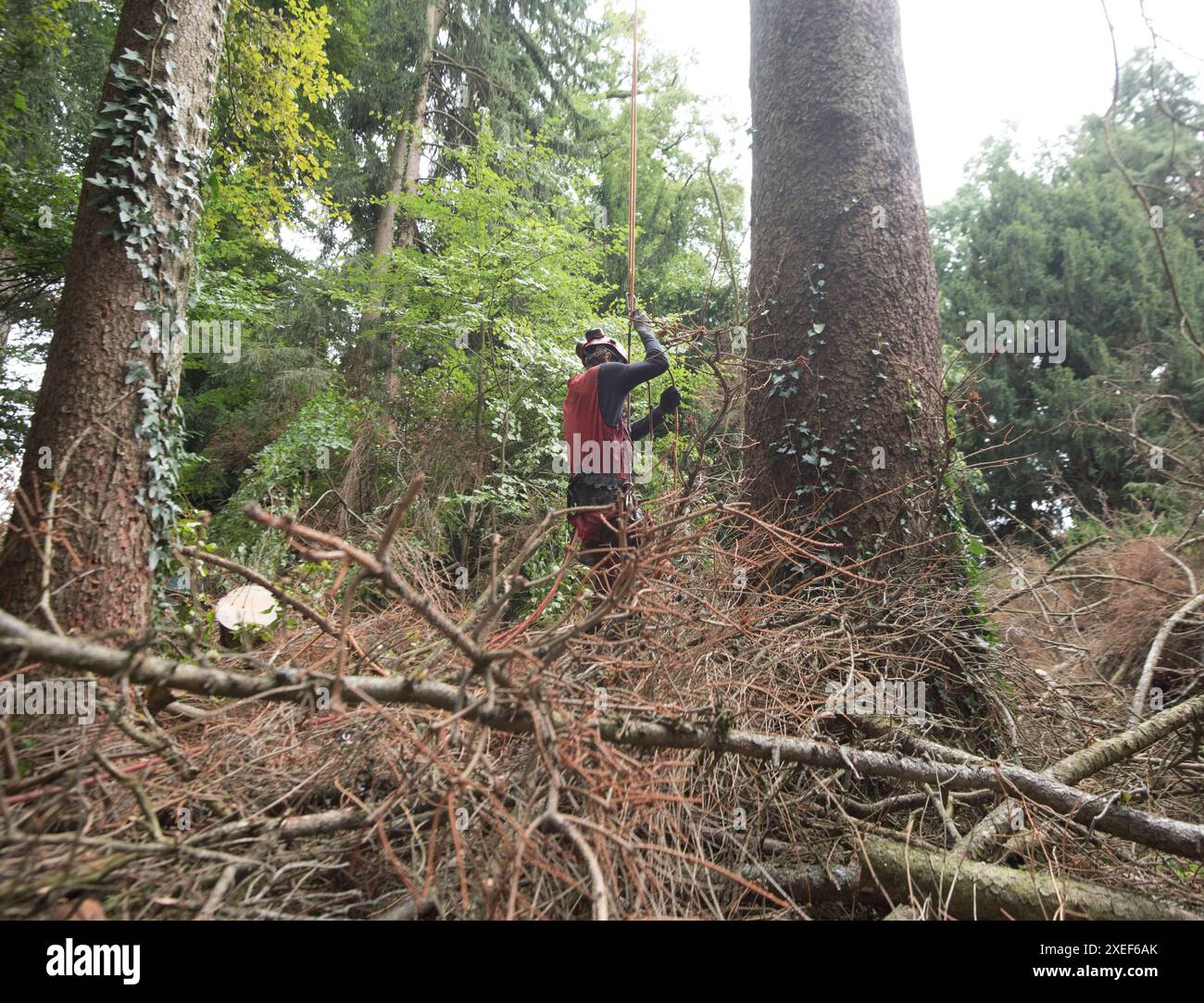 Tree species diversity hi-res stock photography and images - Alamy