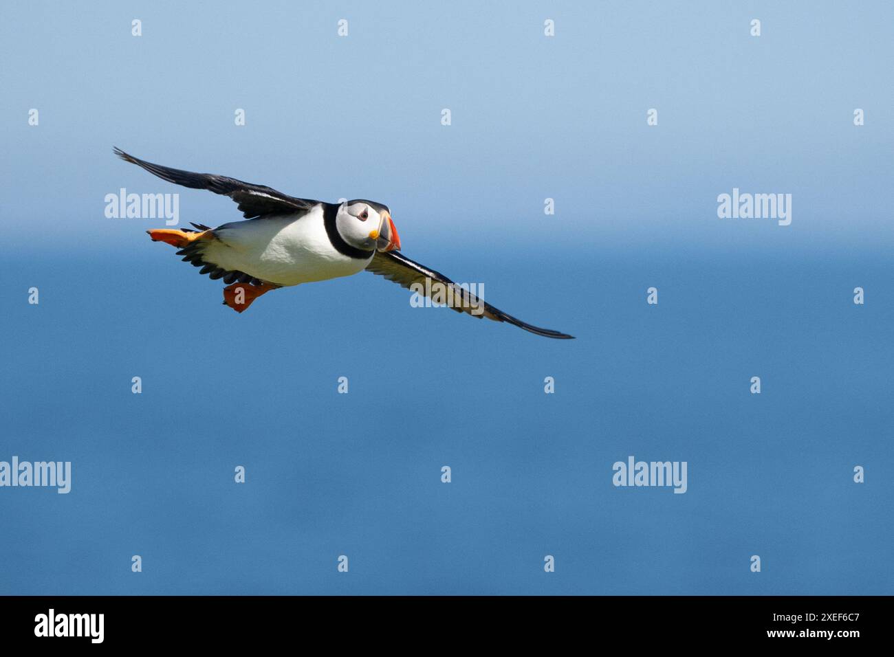 Puffin flying from left to right hi-res stock photography and images ...