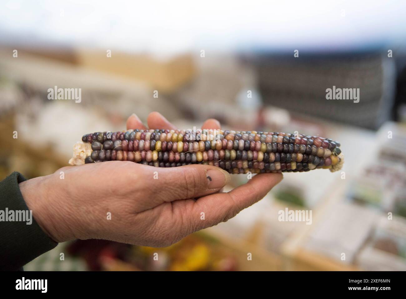 Seeds protected by outer covering Stock Photo - Alamy