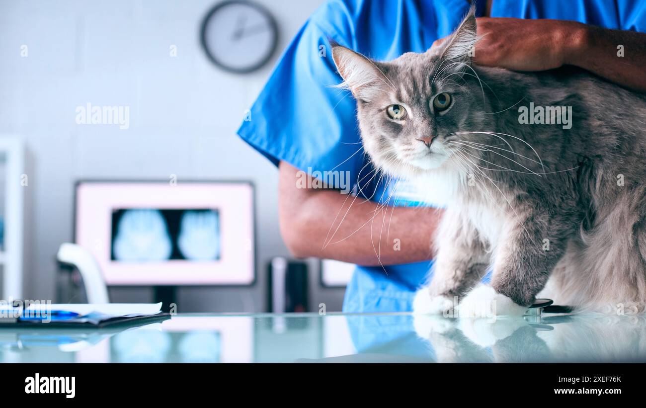 Mature male vet pet hi-res stock photography and images - Alamy