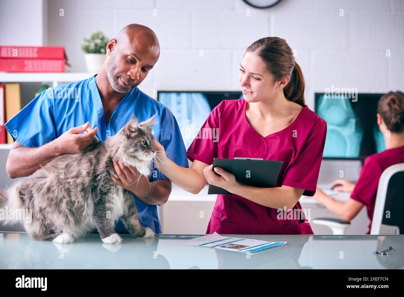 Male Vet And Female Trainee Veterinary Nurse Giving Pet Cat Injection ...