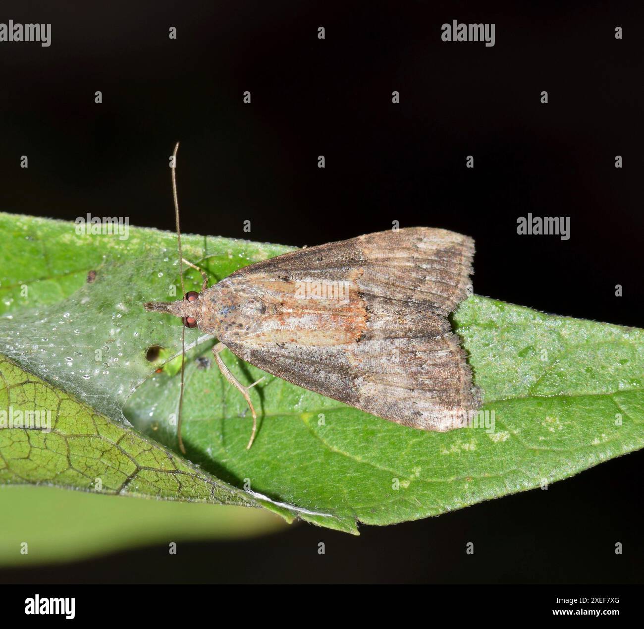 Green cloverworm moth hi-res stock photography and images - Alamy