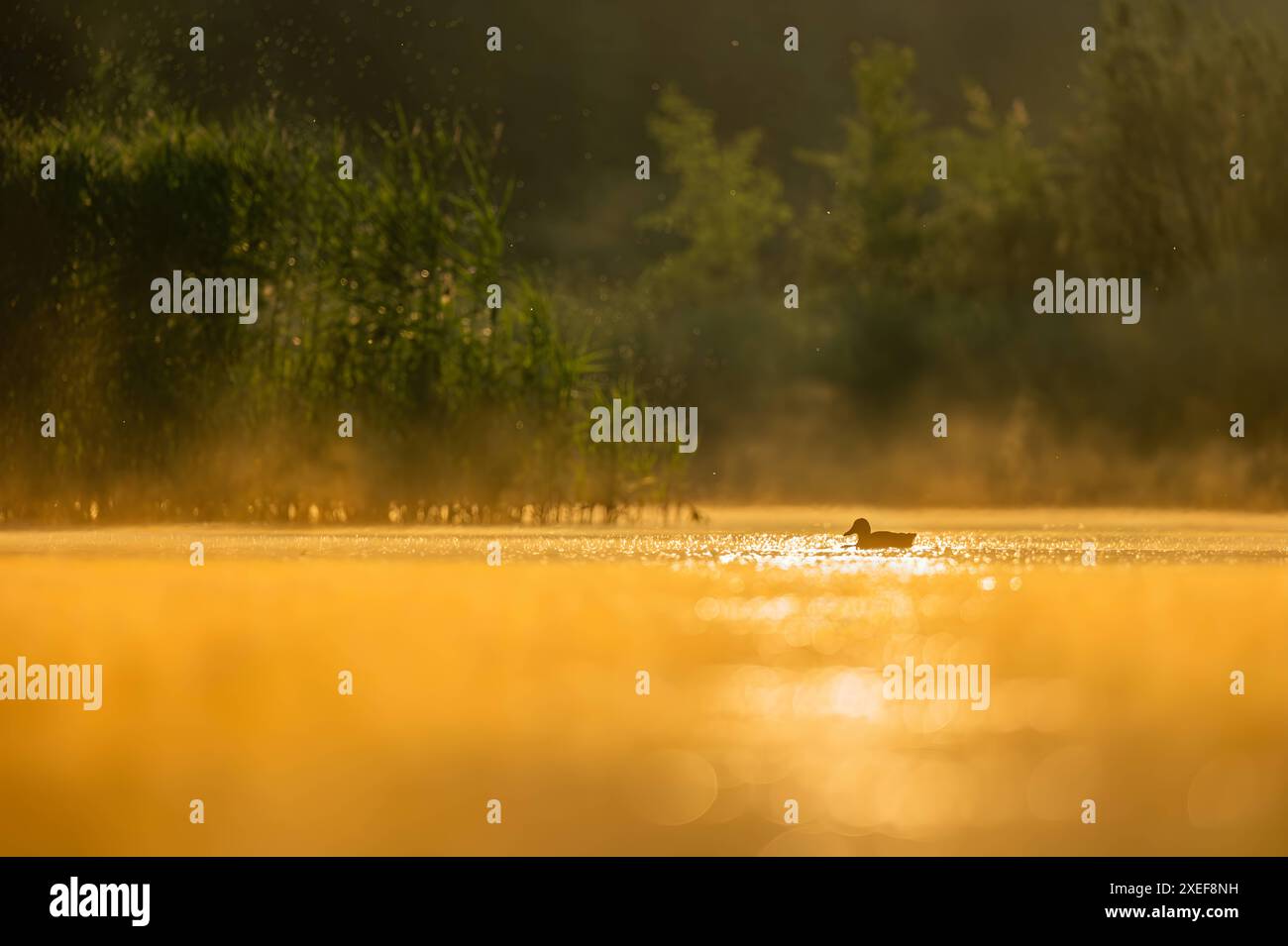 Wild duck floating on the water at sunset, beautiful orange color ...