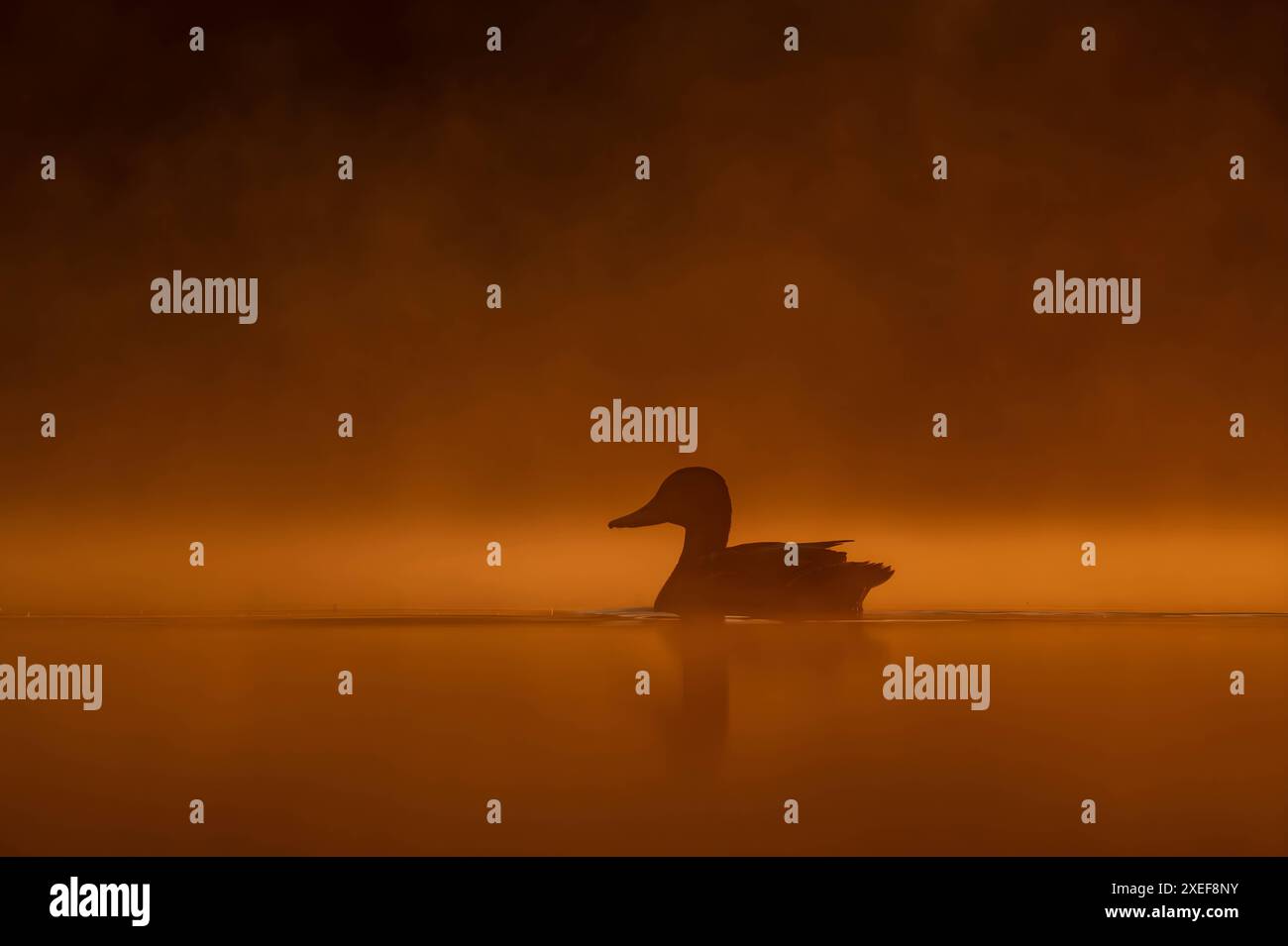 Wild duck floating on the water at sunset, beautiful orange color ...