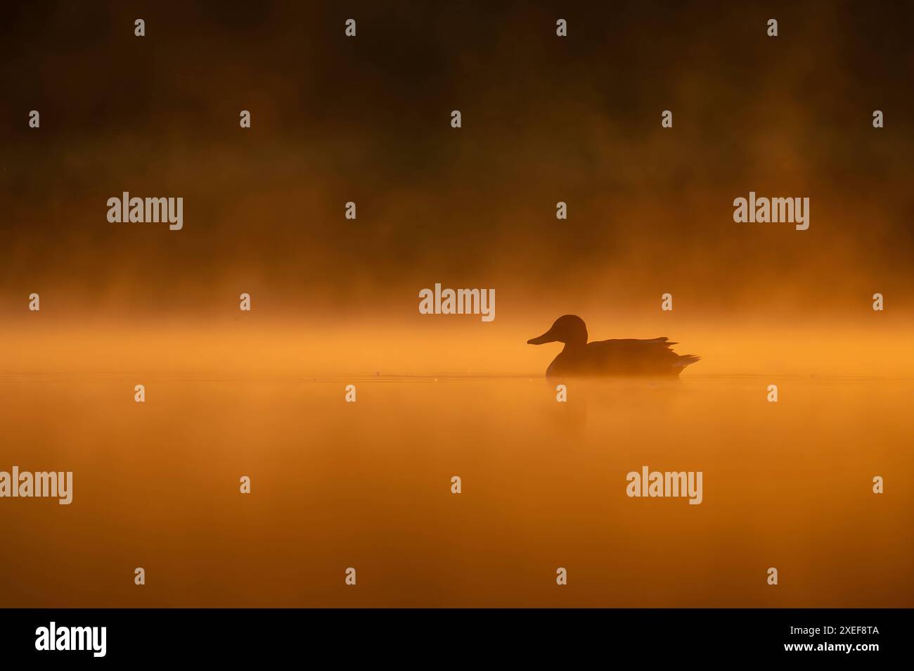 Wild duck floating on the water at sunset, beautiful orange color ...