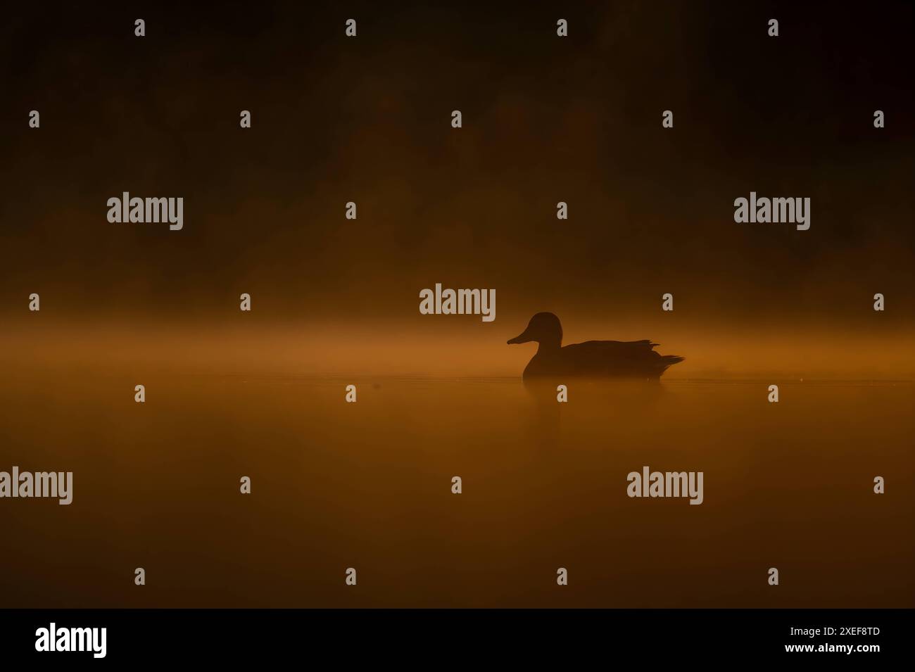 Wild duck floating on the water at sunset, beautiful orange color ...