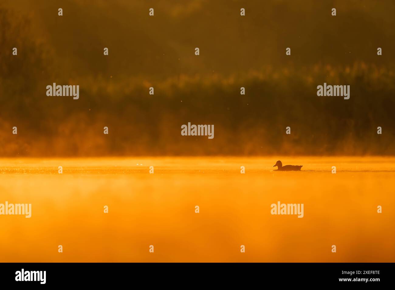 Wild duck floating on the water at sunset, beautiful orange color ...