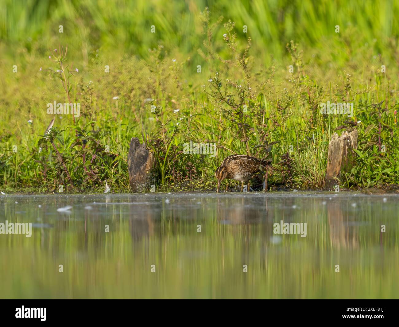 Common sandpiper natural habitat hi-res stock photography and images ...