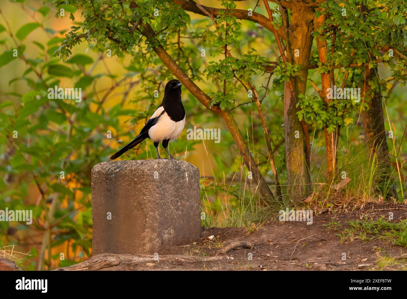 Magpie bird stone hi-res stock photography and images - Alamy