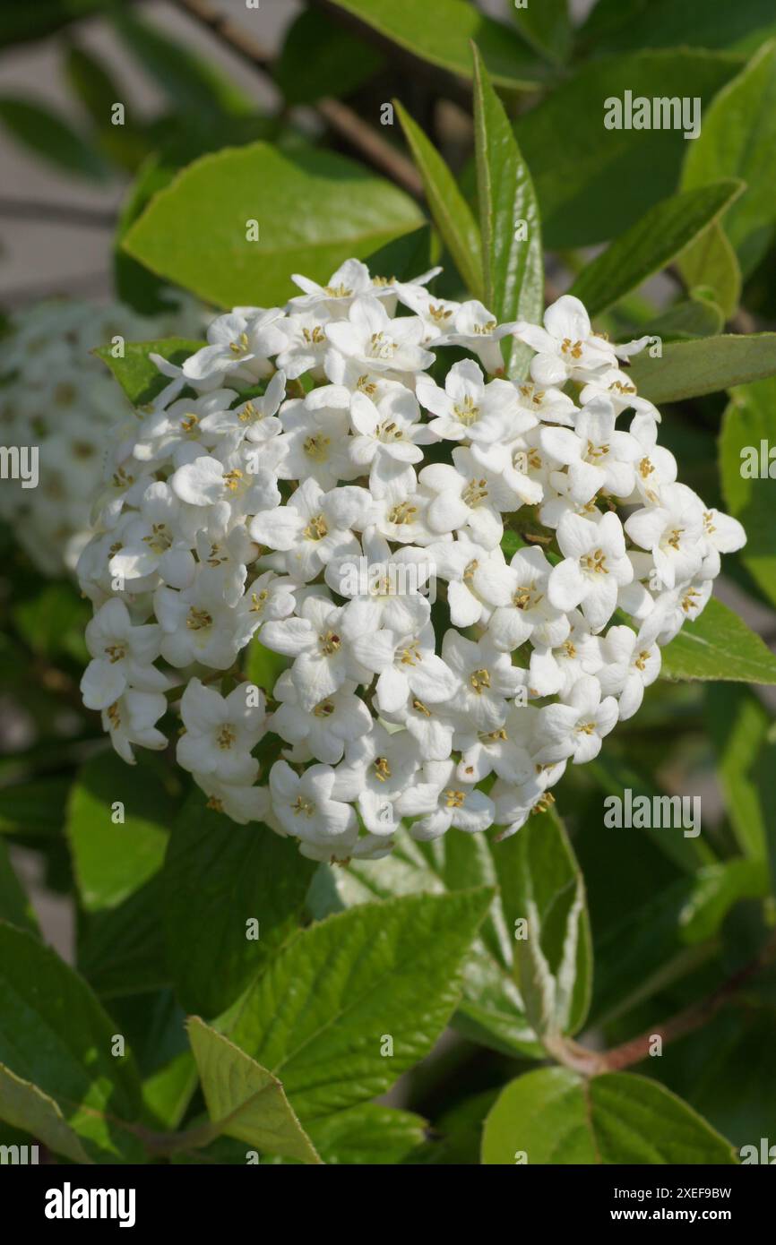 Viburnum carlesii, Korean spice viburnum Stock Photo - Alamy