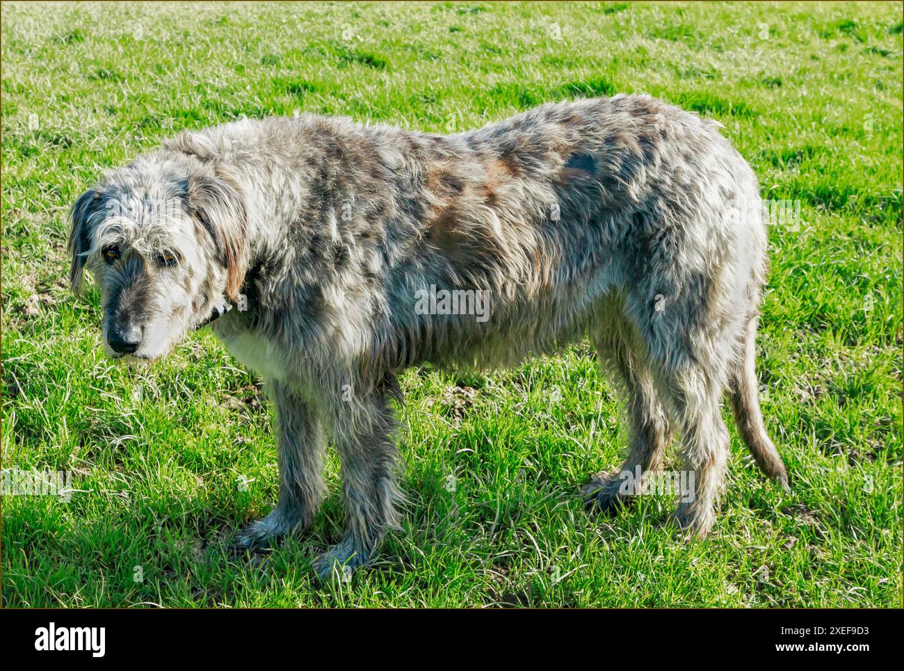 Irish wolfhound adult hi-res stock photography and images - Alamy