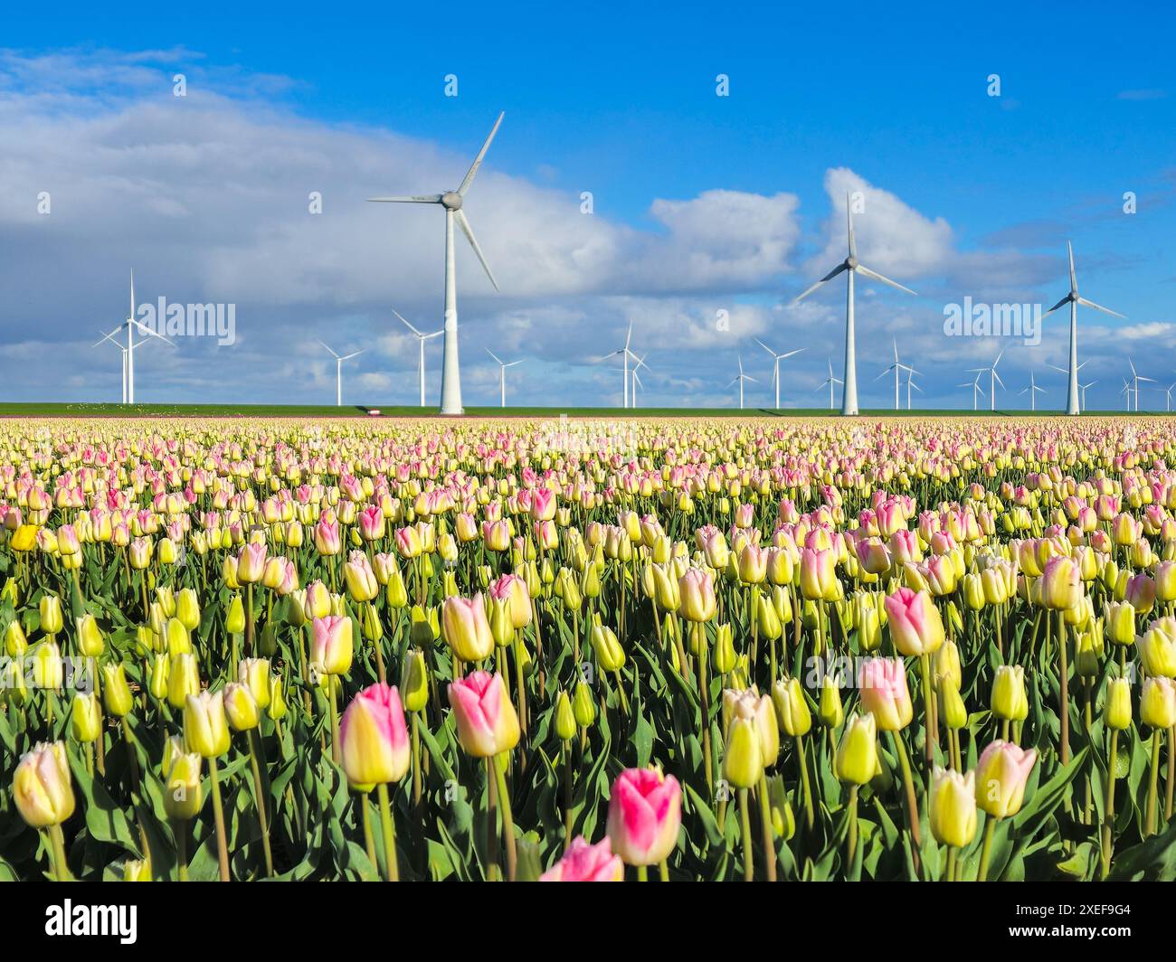 A vibrant field of tulips dances in the breeze as traditional Dutch ...