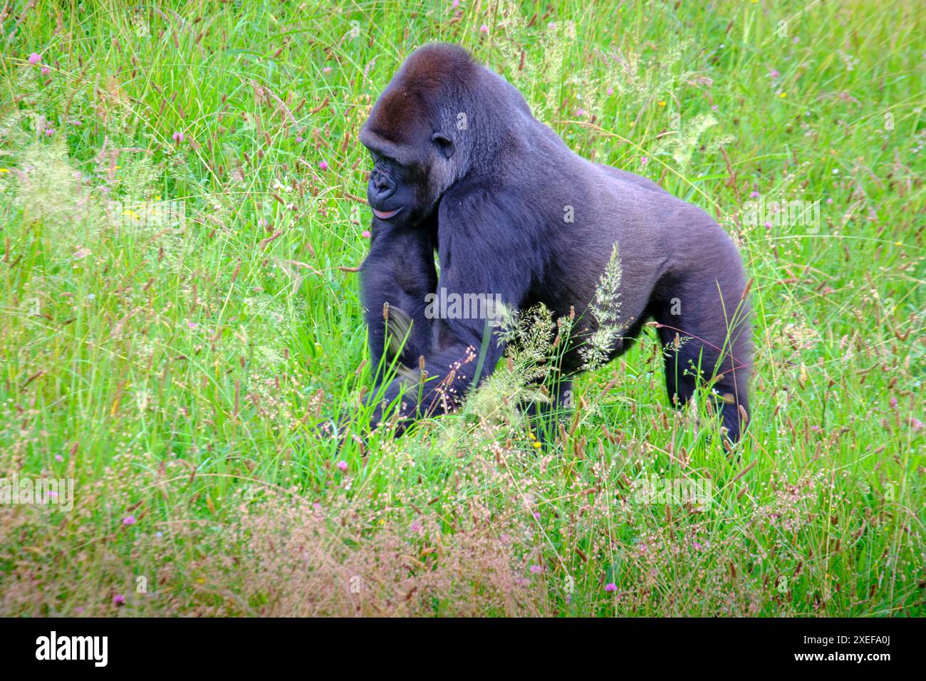 A large black gorilla (Gorilla gorilla) is walking through a field of ...