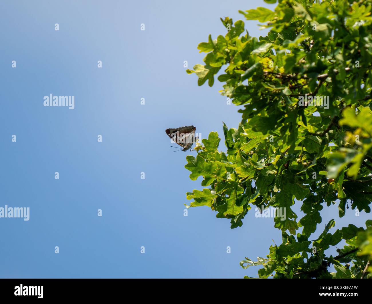 Purple emperor butterfly oak hi-res stock photography and images - Alamy