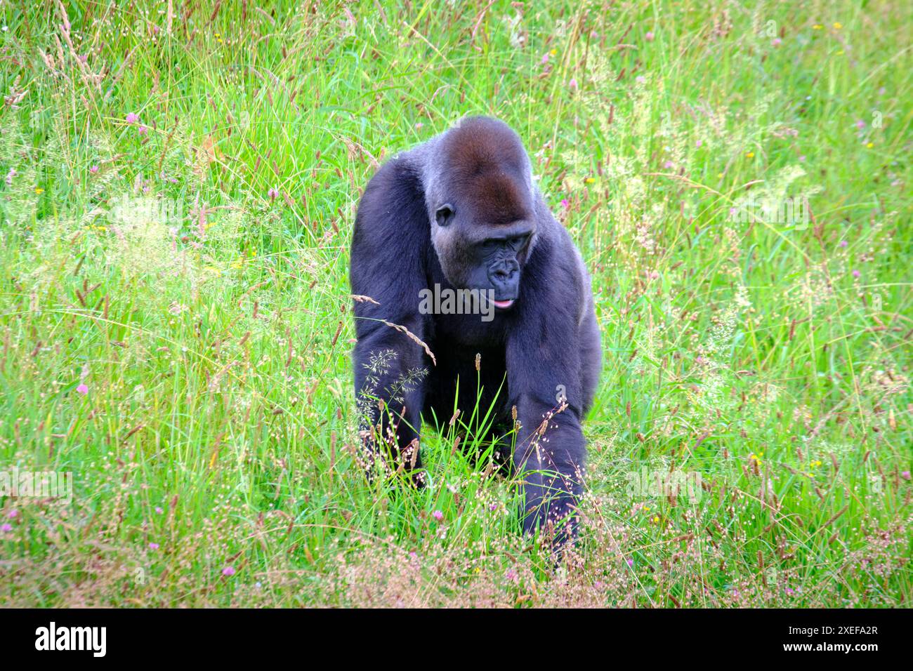 A large black gorilla (Gorilla gorilla) is walking through a field of ...