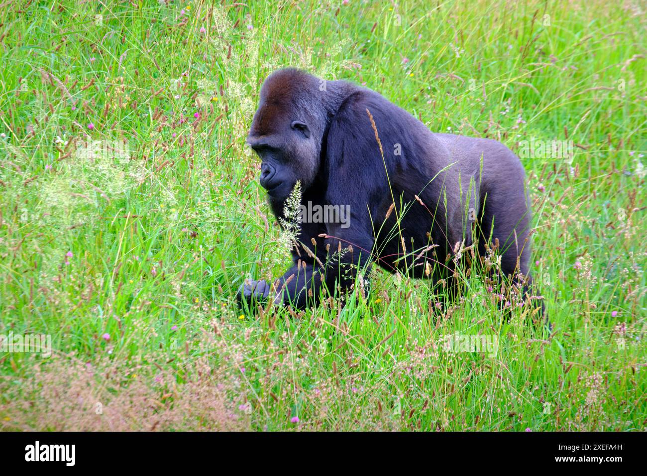 A large black gorilla (Gorilla gorilla) is walking through a field of ...